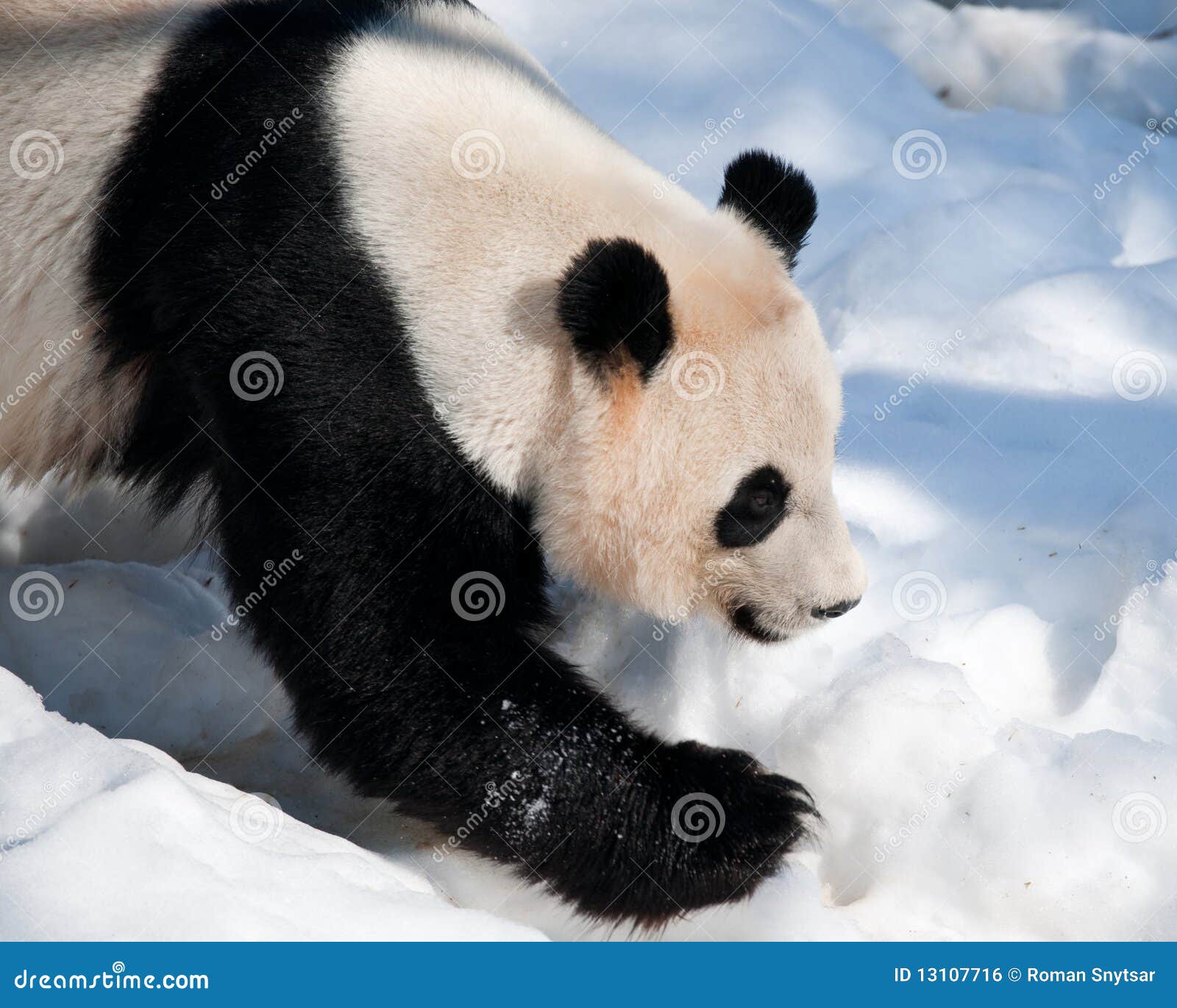 Panda in the snow stock photo. Image of wild, white, habitat - 13107716