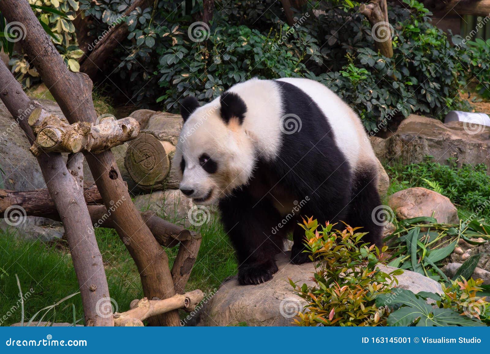 A Panda is Standing on a Tree Trunk in a Zoo Stock Image - Image of ...