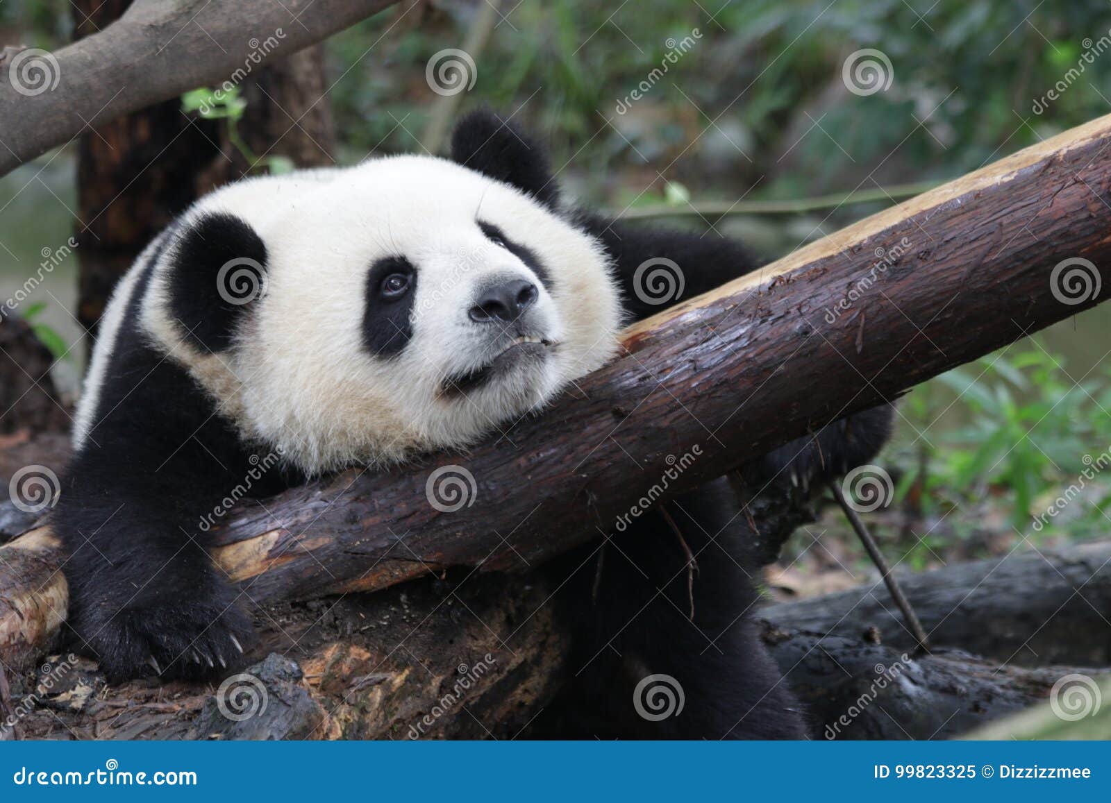 Cute Fluffy Panda on the Log, Chengdu, China Stock Image - Image of ...
