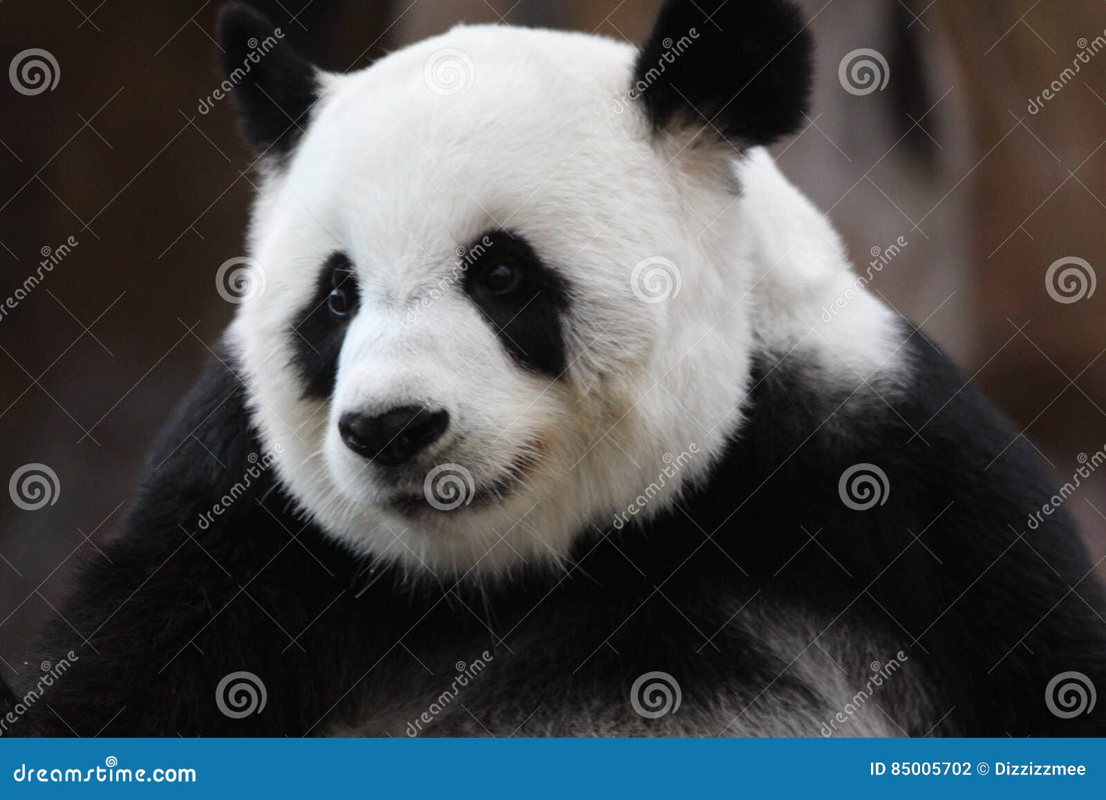 Panda in Thailand from Chiangmai Zoo Stock Photo - Image of lovely ...