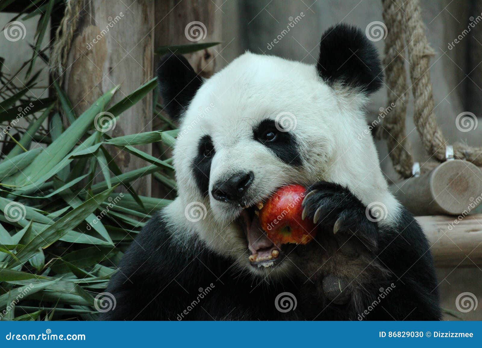Panda in Thailand stock photo. Image of cute, funny, audiences - 86829030