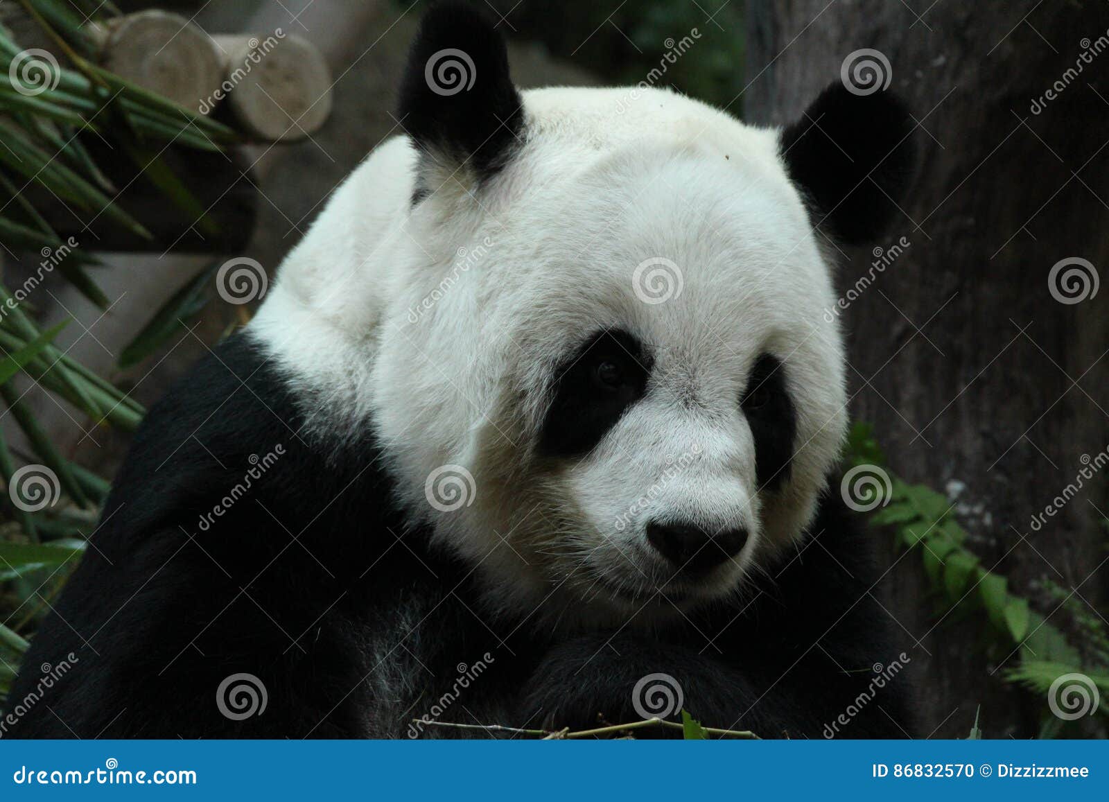 Panda in Thailand stock photo. Image of animal, conservation - 86832570
