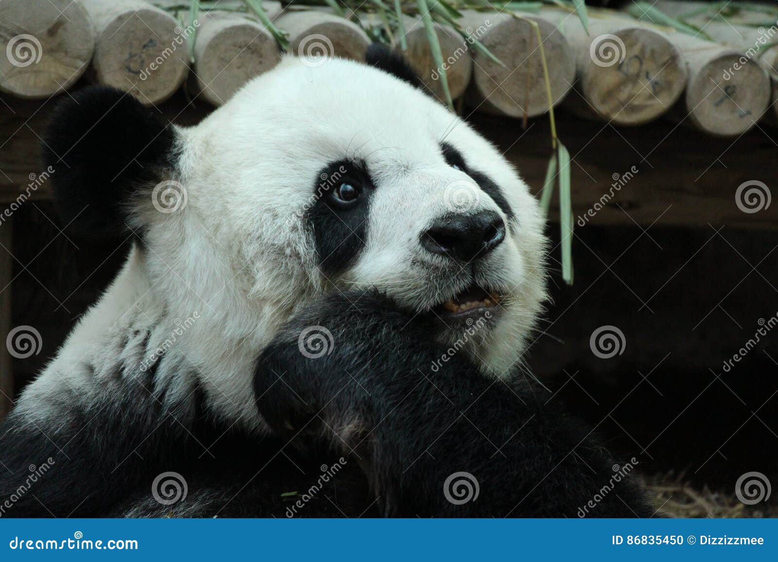 Panda in Thailand stock photo. Image of beautiful, adorable - 86835450
