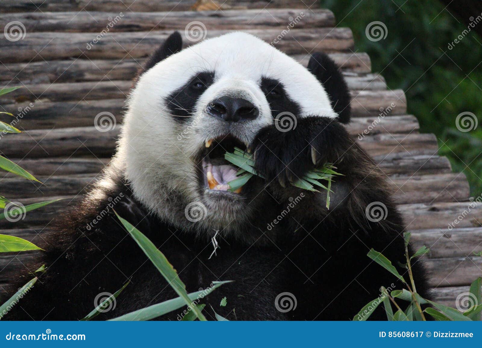 Panda in Thailand stock image. Image of nature, fluffy - 85608617