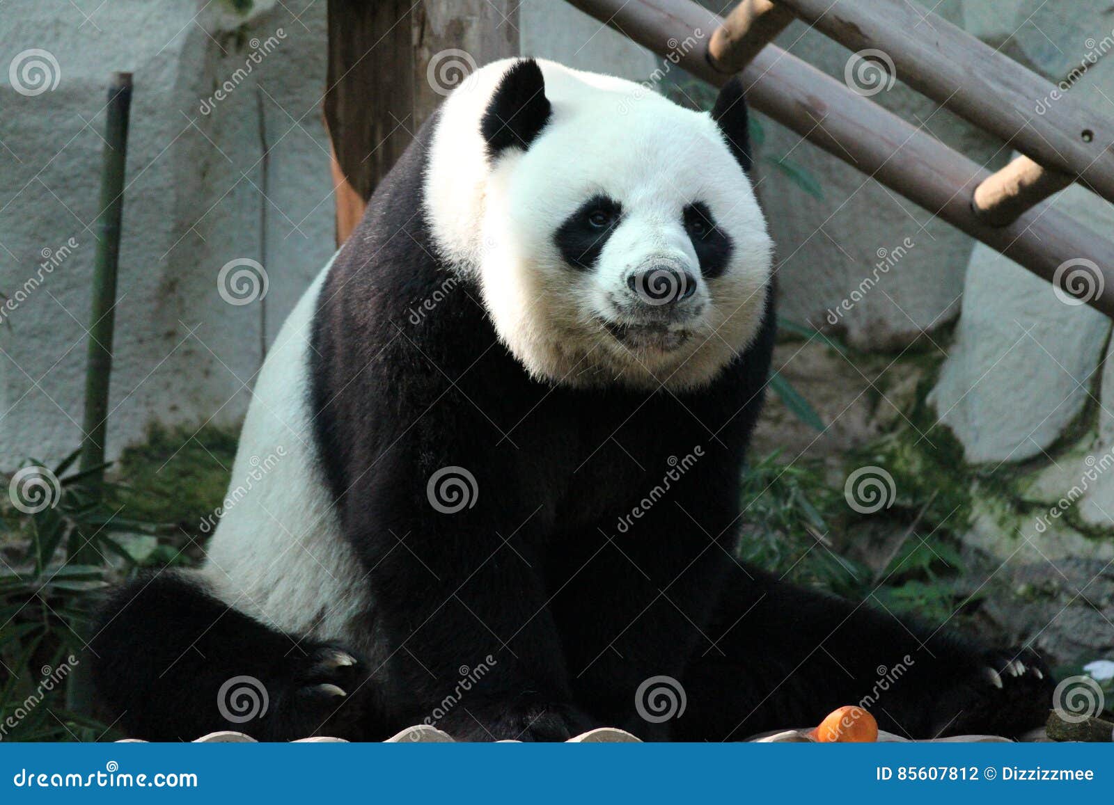 Panda in Thailand stock photo. Image of animal, endangered - 85607812