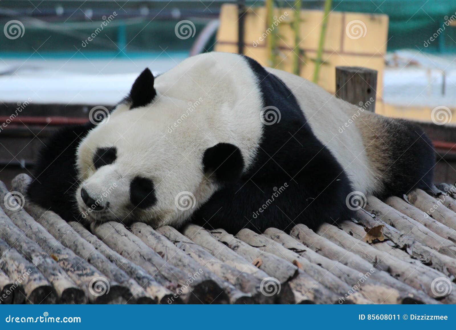 Panda in Thailand stock image. Image of bamboo, beautiful - 85608011