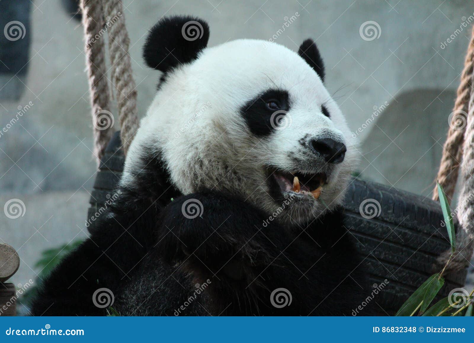 Panda in Thailand stock photo. Image of wildlife, giant - 86832348