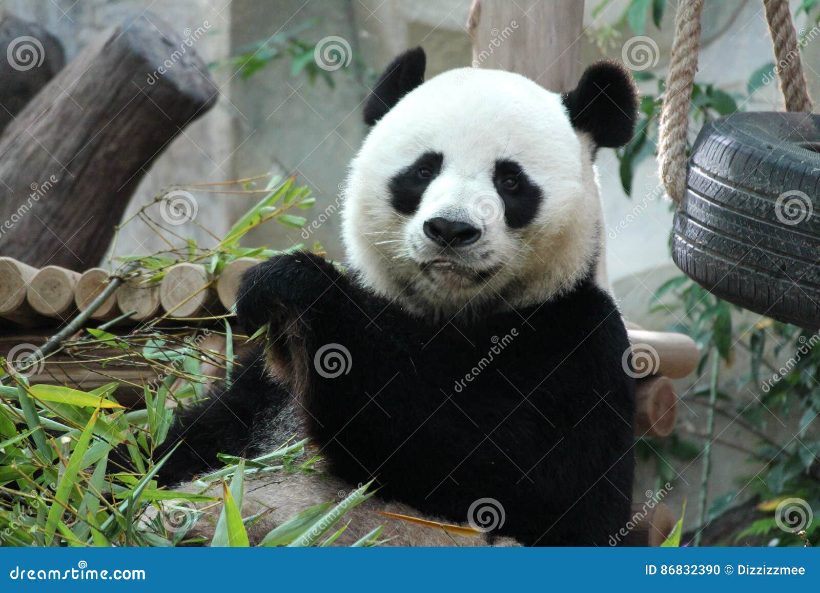 Panda in Thailand stock photo. Image of asian, giant - 86832390