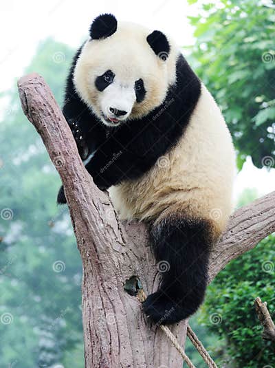 Panda on the tree stock photo. Image of pandas, animal - 19804770