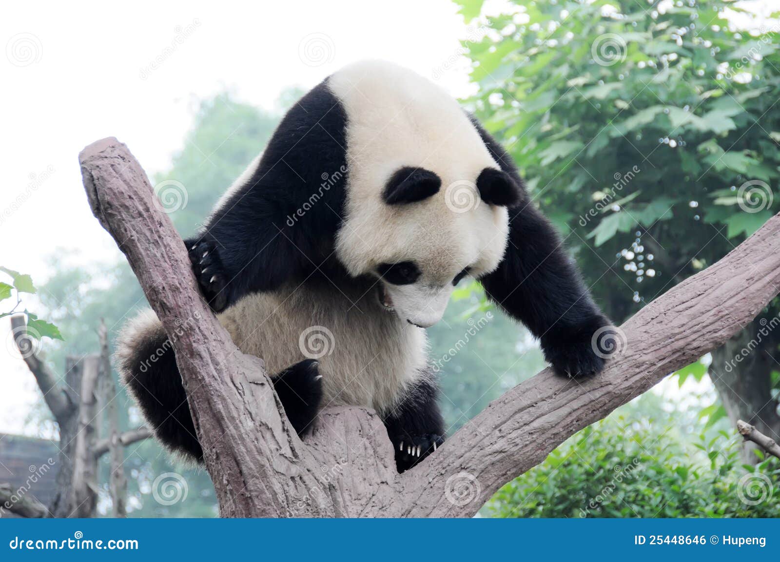 Panda on the tree stock photo. Image of portrait, feeding - 25448646