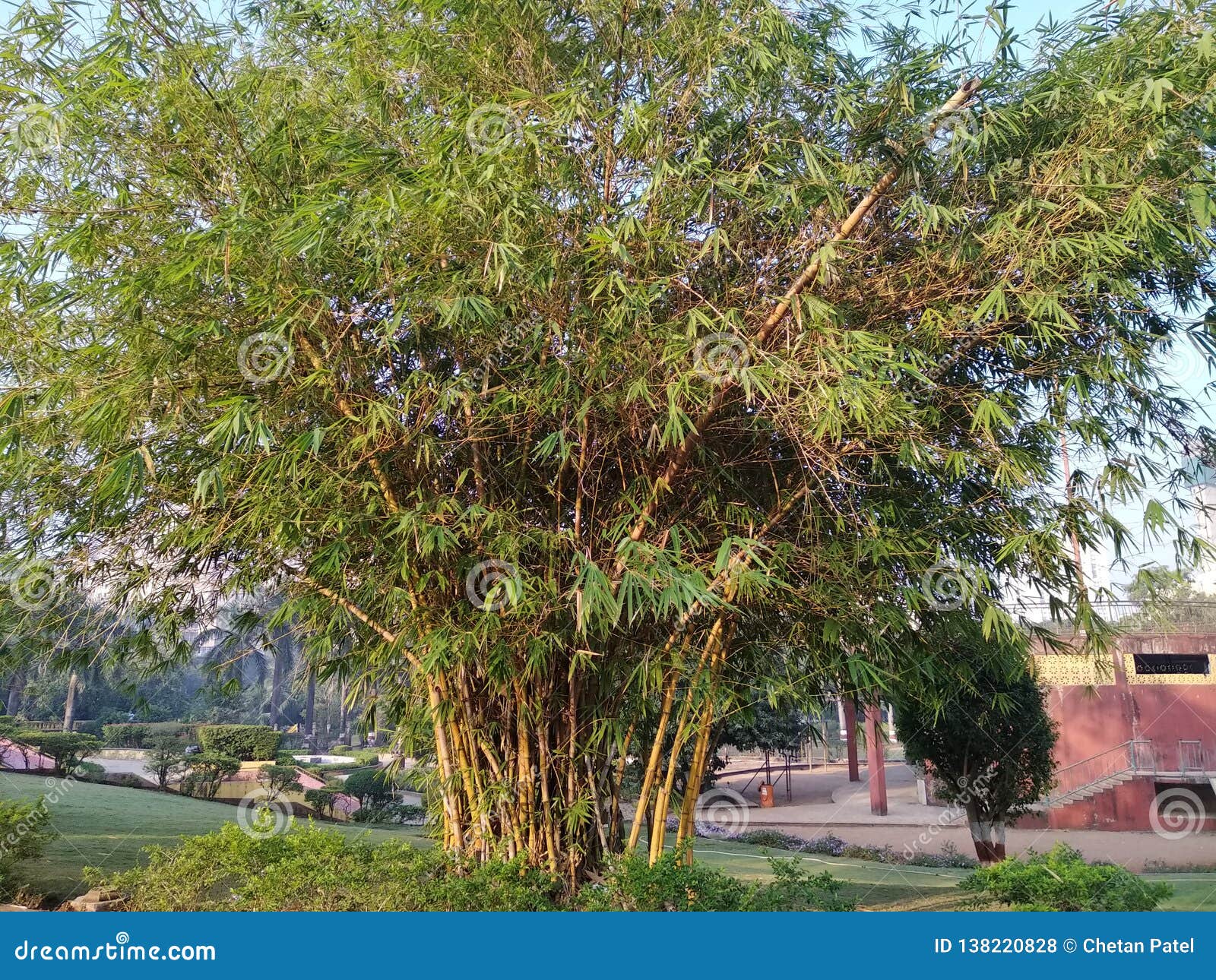 The panda tree stock photo. Image of panda, leaves, tree - 138220828