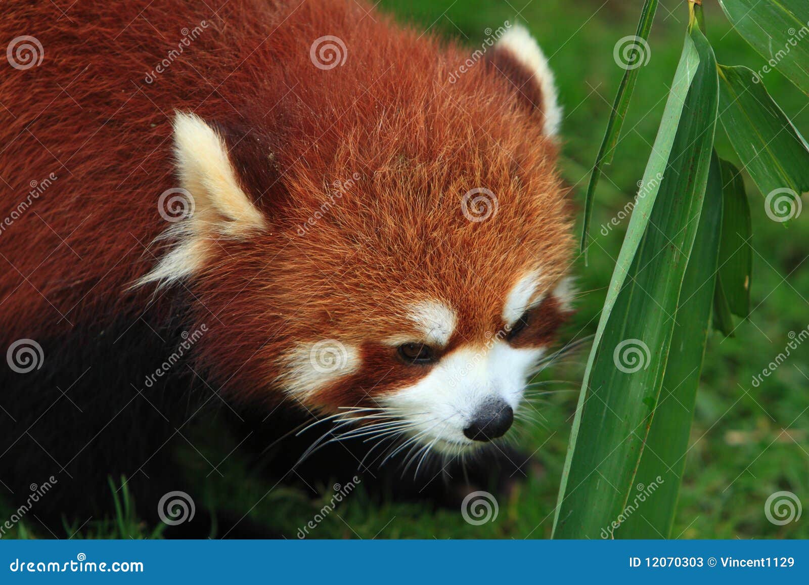 Panda vermelha de Styan imagem de stock. Imagem de arbusto - 12070303