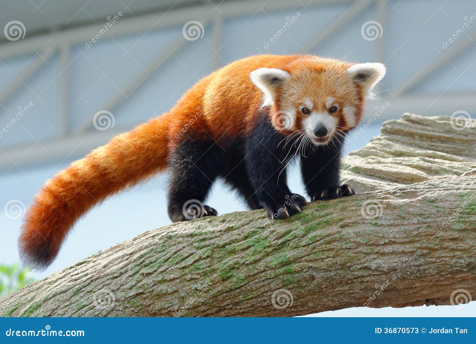 Panda Vermelha Posta Em Perigo Em Um Ramo Imagem de Stock - Imagem de ...