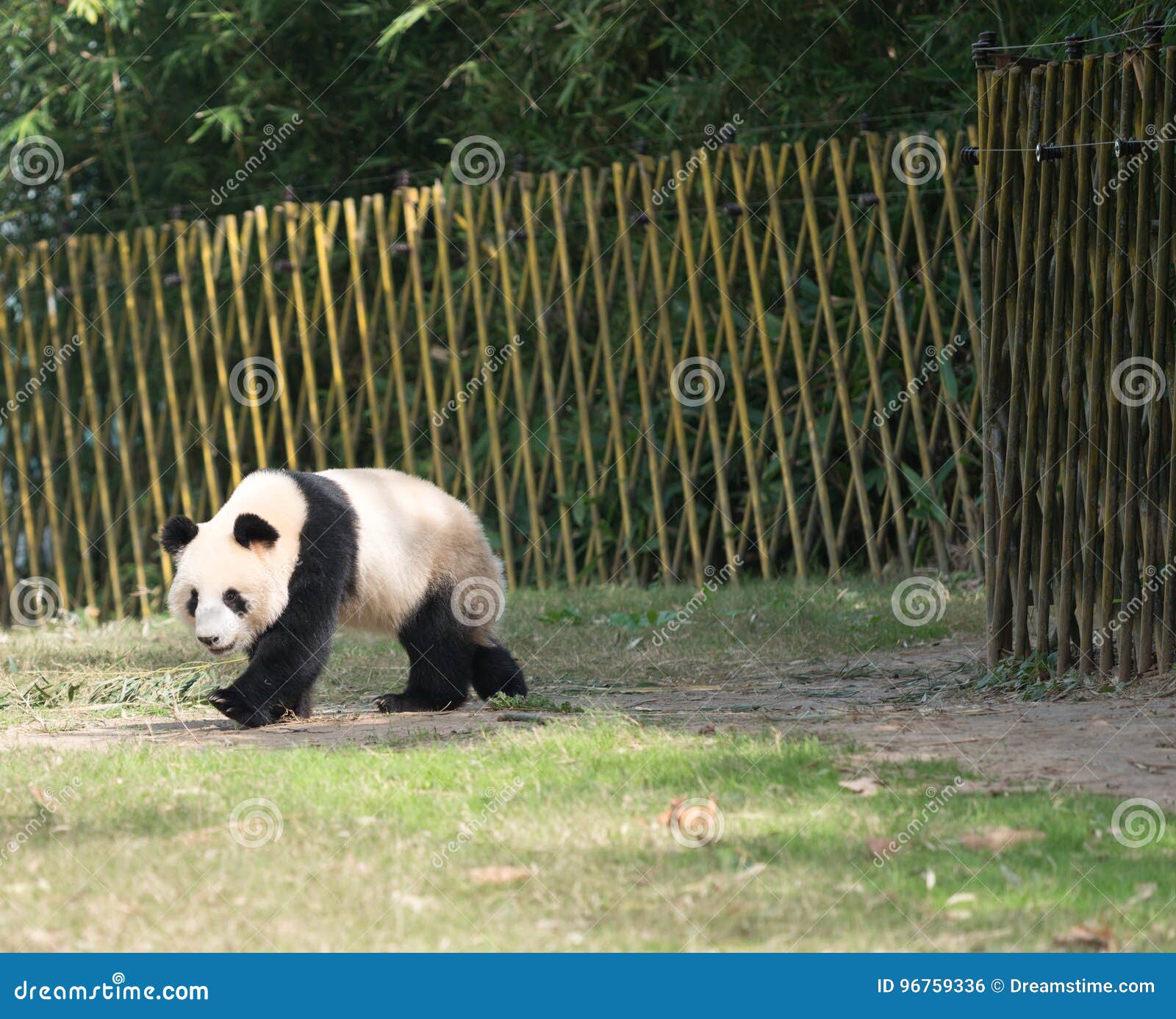 Panda walk stock photo. Image of plant, reserve, chengdu - 96759336