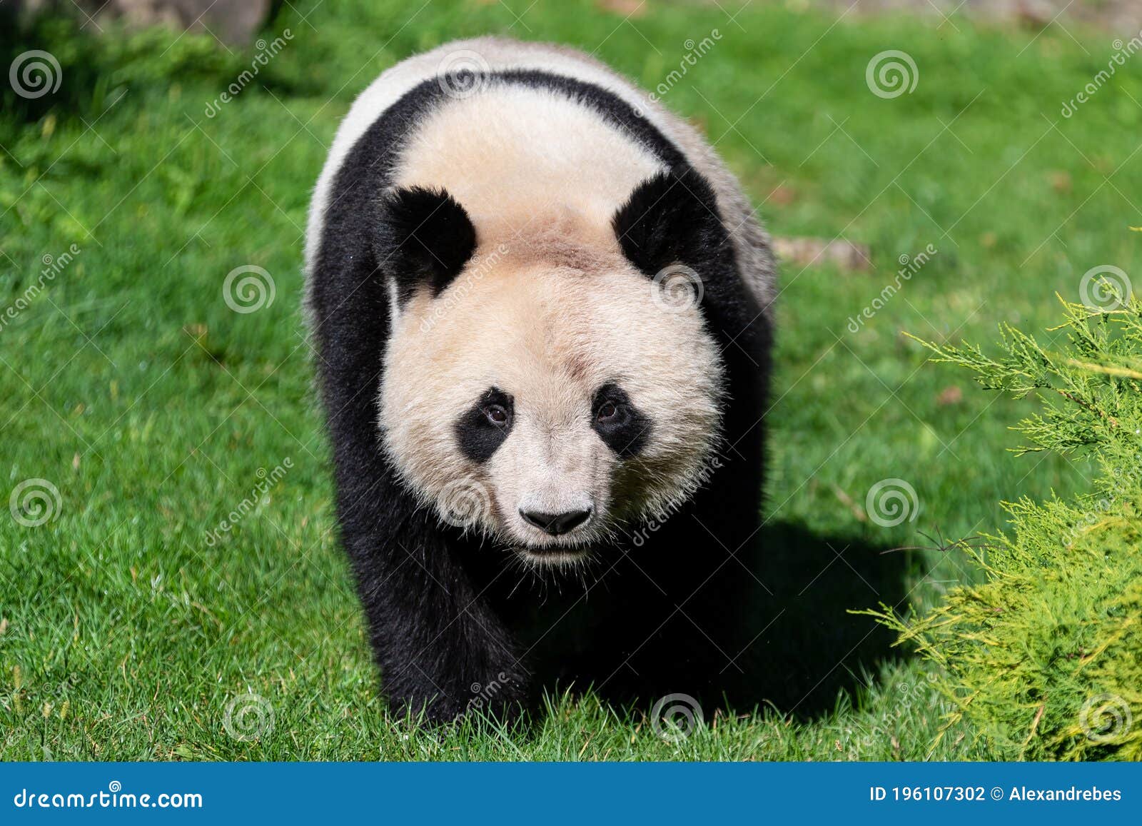 Panda Walking in the Forest Stock Photo - Image of eating, bear: 196107302
