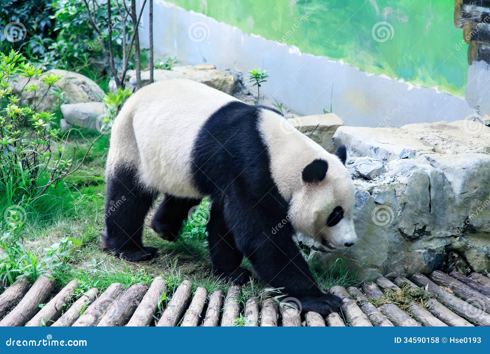 Panda walking stock photo. Image of black, cute, zoology - 34590158