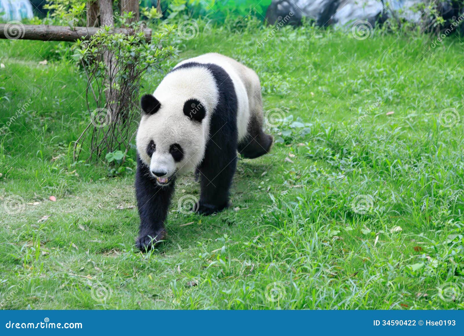 Panda walking stock photo. Image of zoology, bear, walking - 34590422