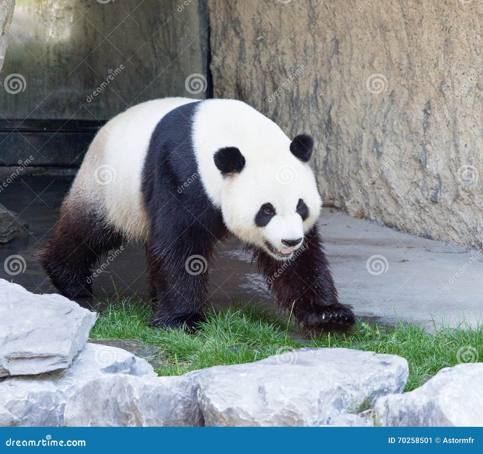 Panda walking stock image. Image of bamboo, asia, eating - 70258501