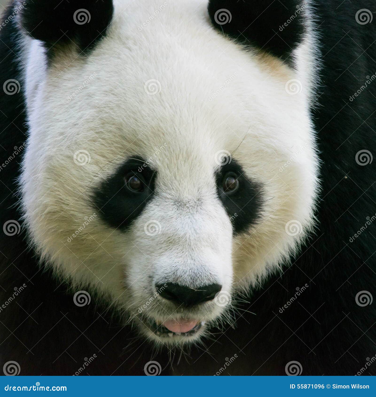 Panda stock photo. Image of panda, adelaide, wang, male - 55871096