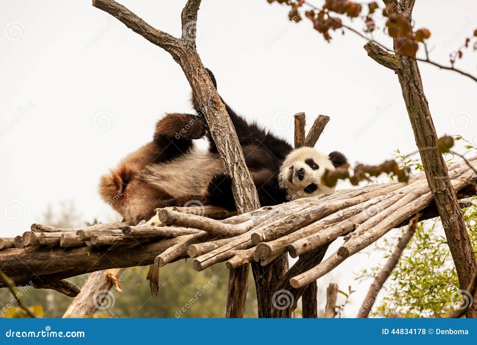 Panda stock photo. Image of black, beautiful, mammals - 44834178