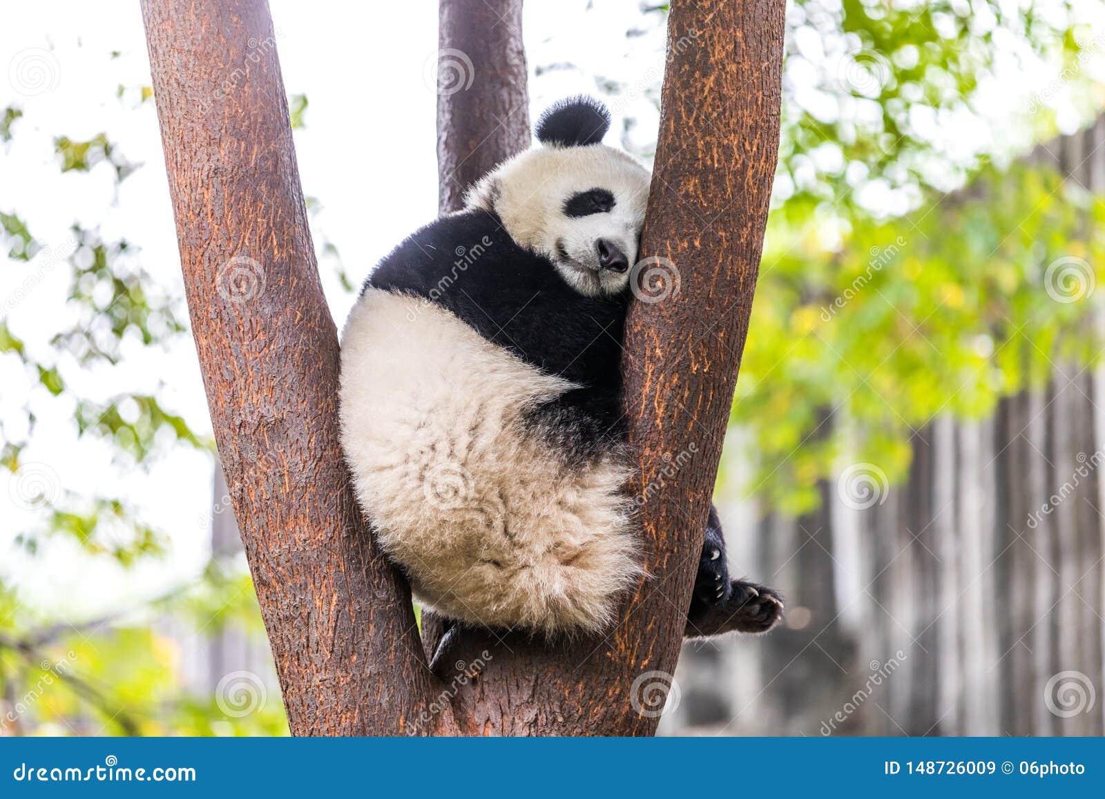 Panda in Zoo of Sichuan China Stock Image - Image of black, wild: 148726009