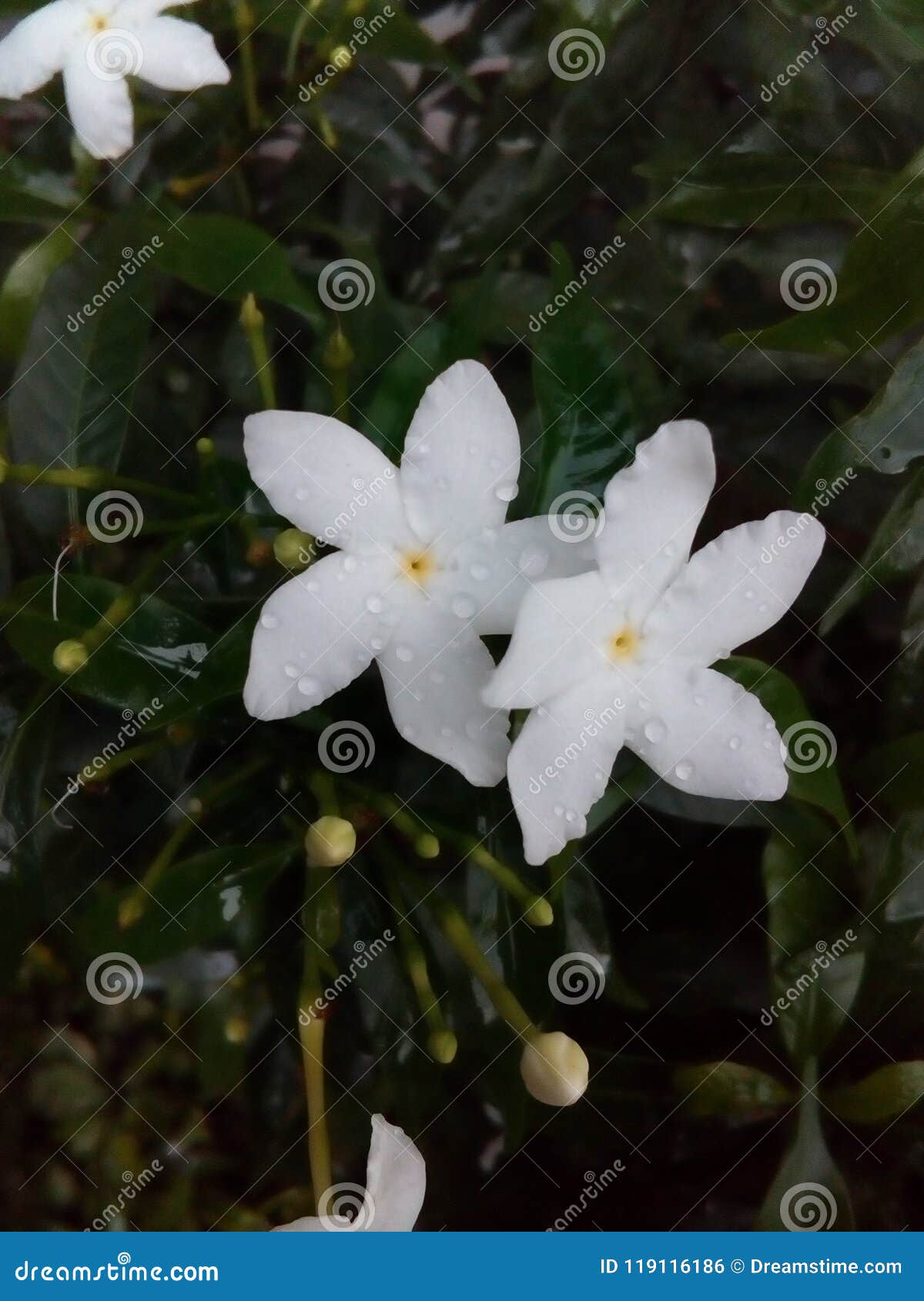 Pandakaki Stock Photos - Free & Royalty-Free Stock Photos from Dreamstime