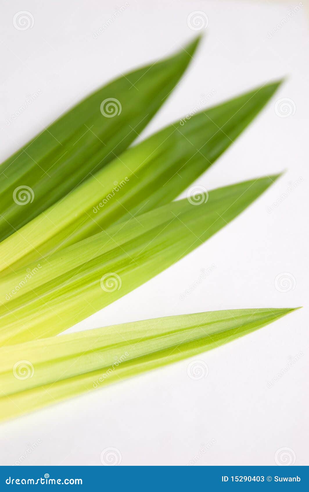 Pandan stock image. Image of beautiful, thailand, leaves - 15290403
