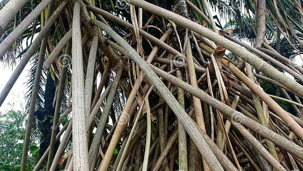 Pandan Duri Tree stock image. Image of looks, duri, nature - 221420207