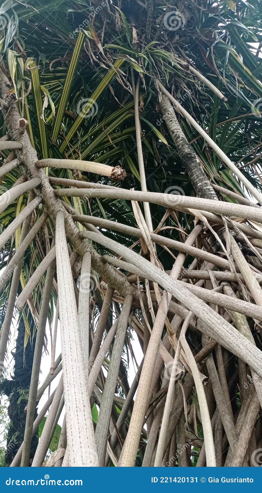 Pandan Duri Tree stock image. Image of tree, visible - 221420131