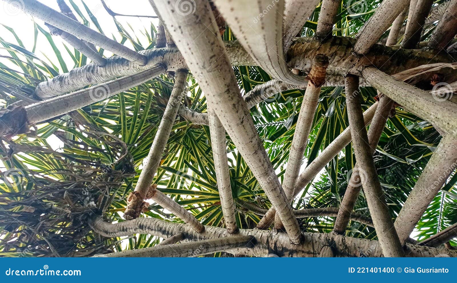 Pandan Duri Tree stock photo. Image of pandan, looks - 221401400