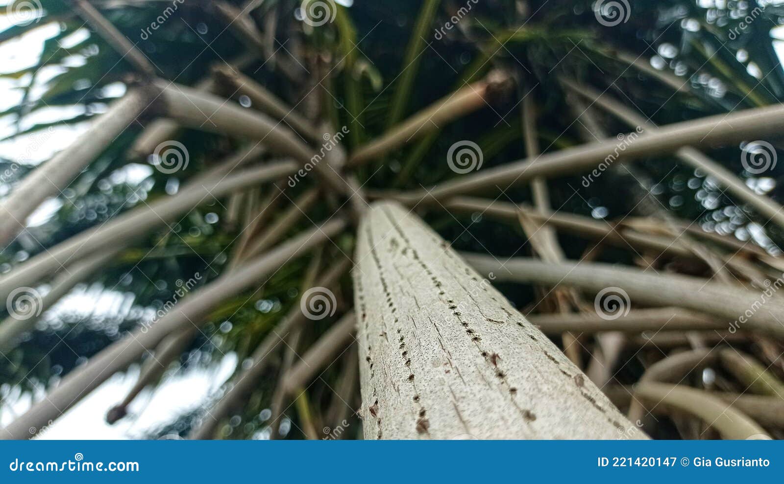 Pandan Duri Tree stock image. Image of looks, tree, visible - 221420147