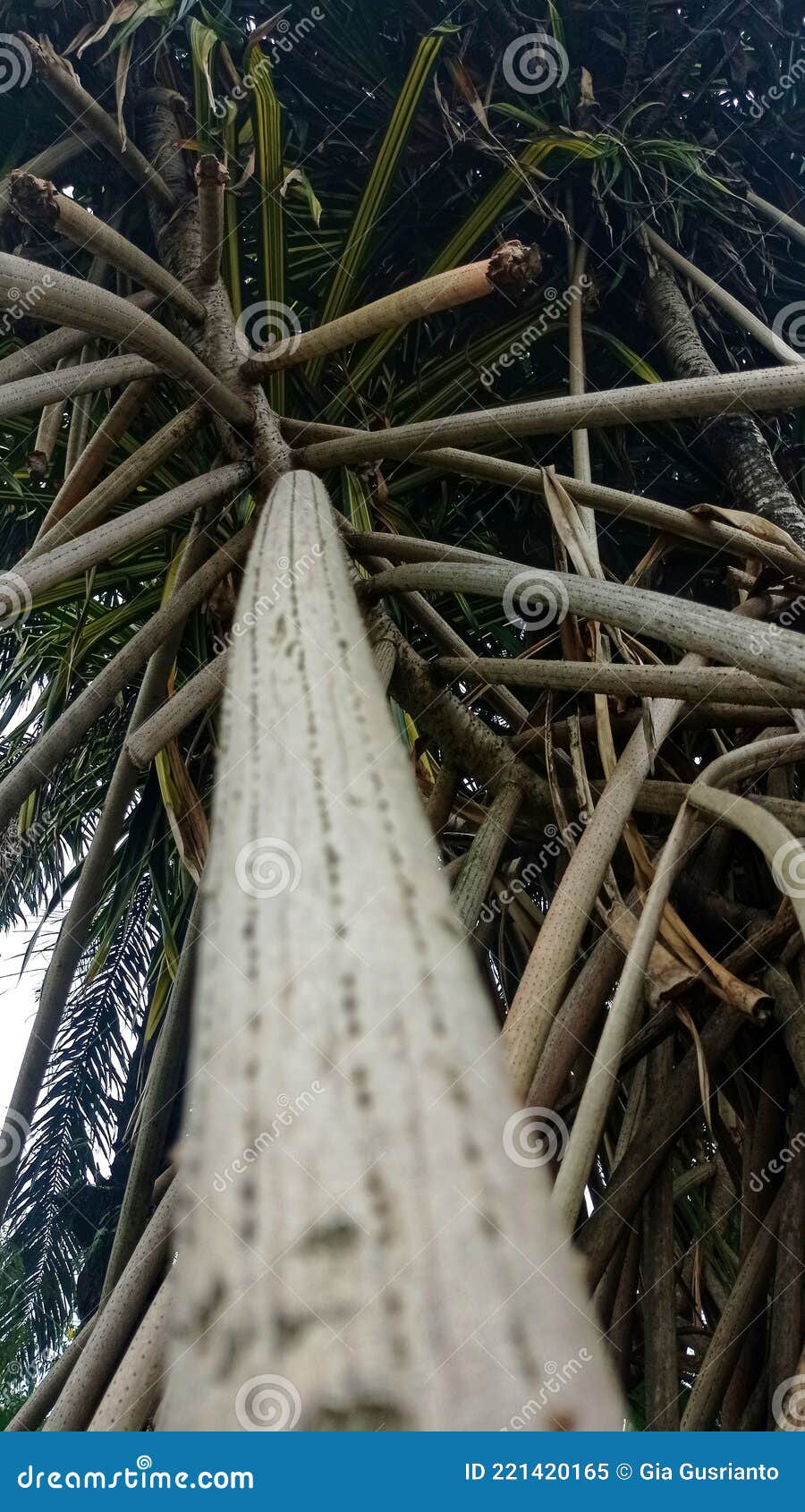 Pandan Duri Tree stock image. Image of nature, forest - 221420165