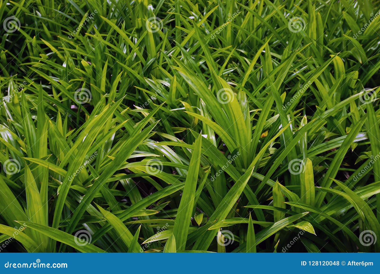 Pandan leaf stock photo. Image of food, natural, plant - 128120048