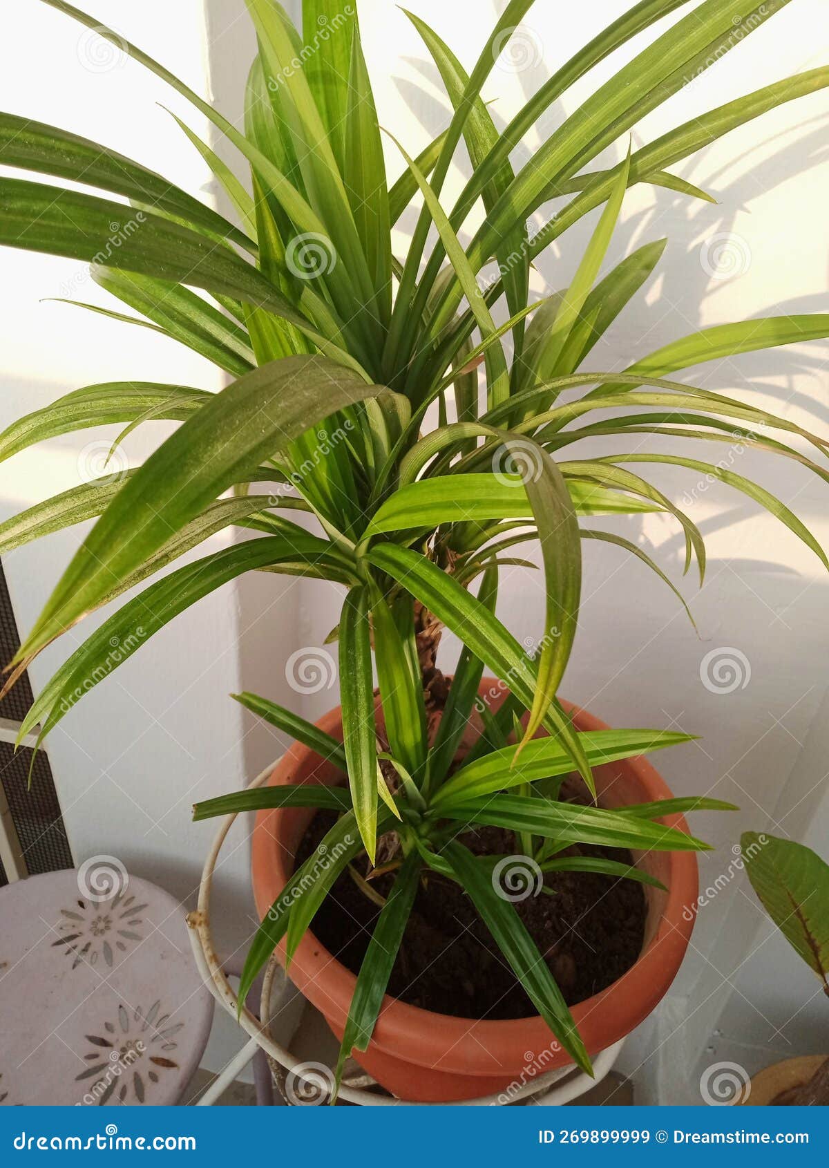 Pandan Leaf Decoration Which is Also Useful for Cooking Stock Image ...