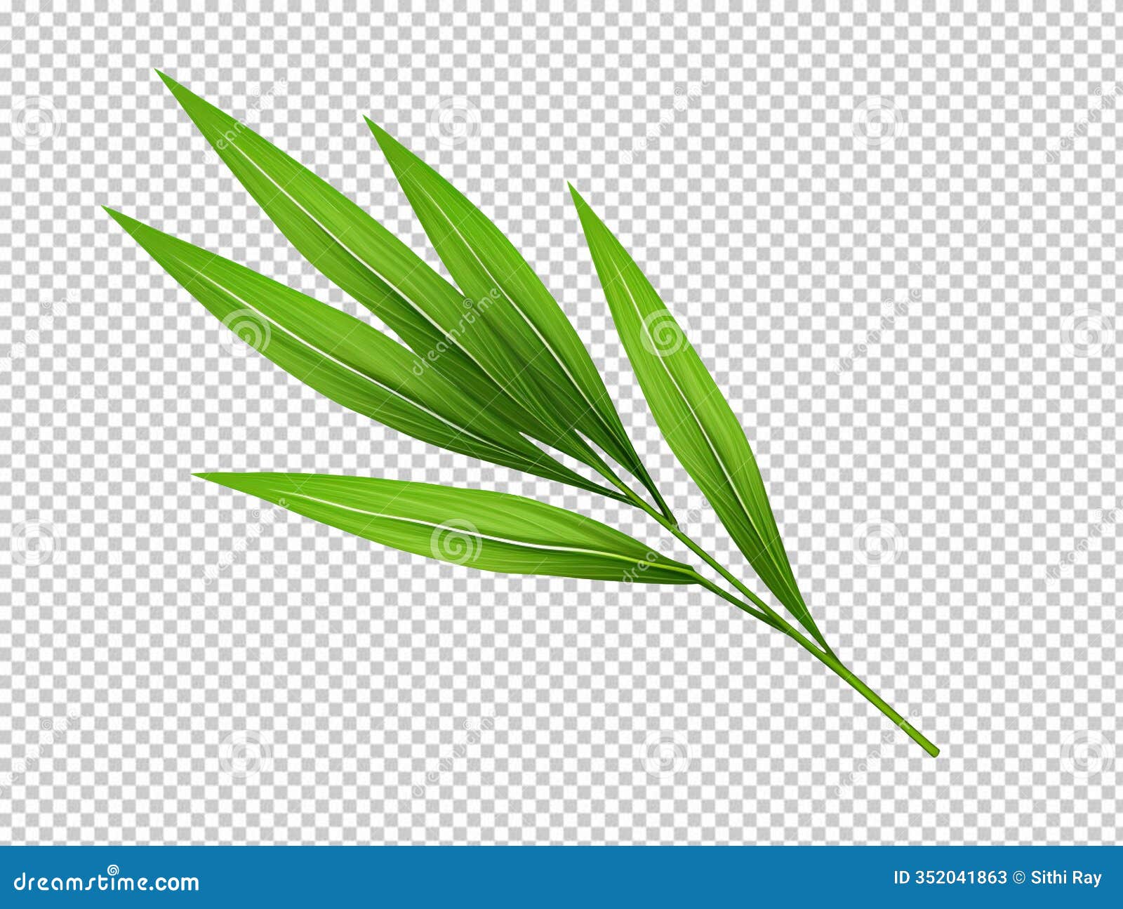 Pandan Leaf Isolated On Transparent Background Royalty-Free Stock ...