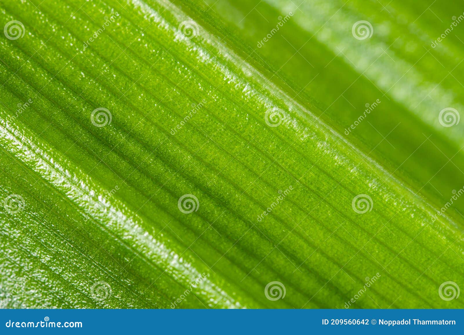 Texture. Pandan Green Leaves Close Up. Tropical Wild Pineapple Stock ...