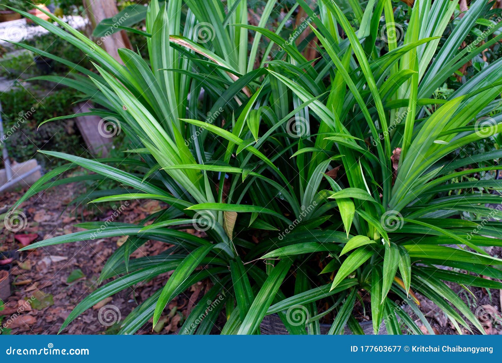 Pandan Leaf Trees in Pot Pandanus Amarylifolius Roxb Stock Image ...