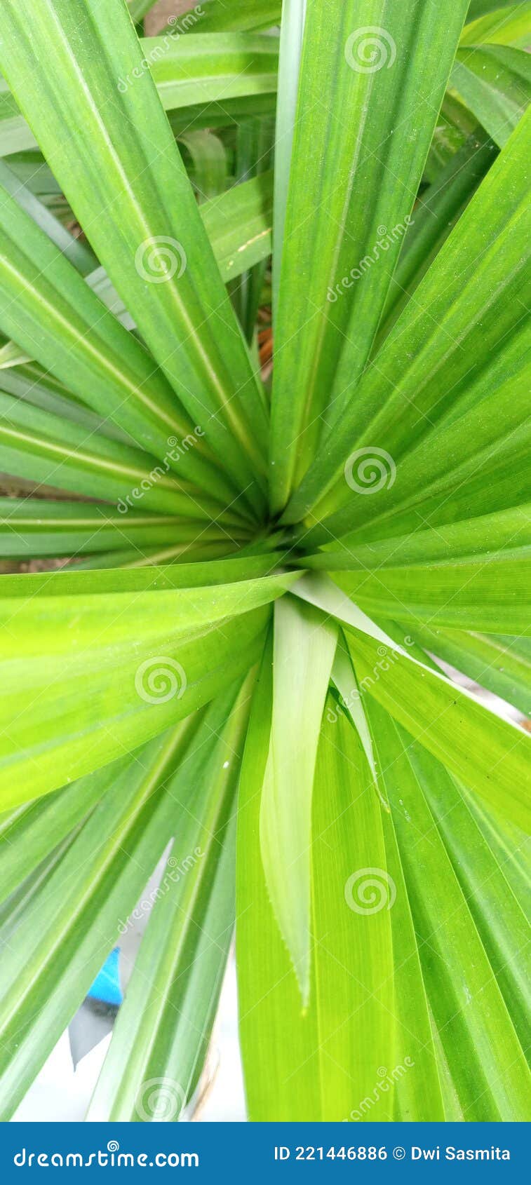 Pandan leave stock photo. Image of nature, plant, produce - 221446886