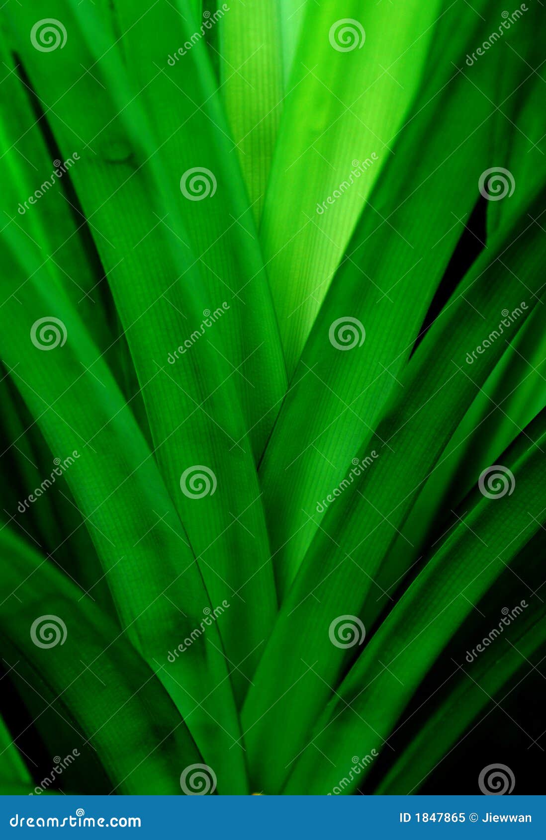 Pandan leaves stock image. Image of bloom, horticulture - 1847865