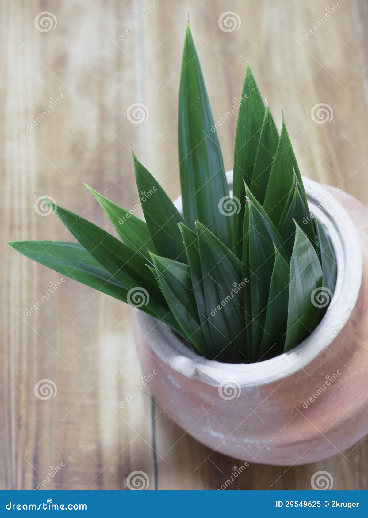 Pandan leaves stock image. Image of color, flavor, leaves - 29549625