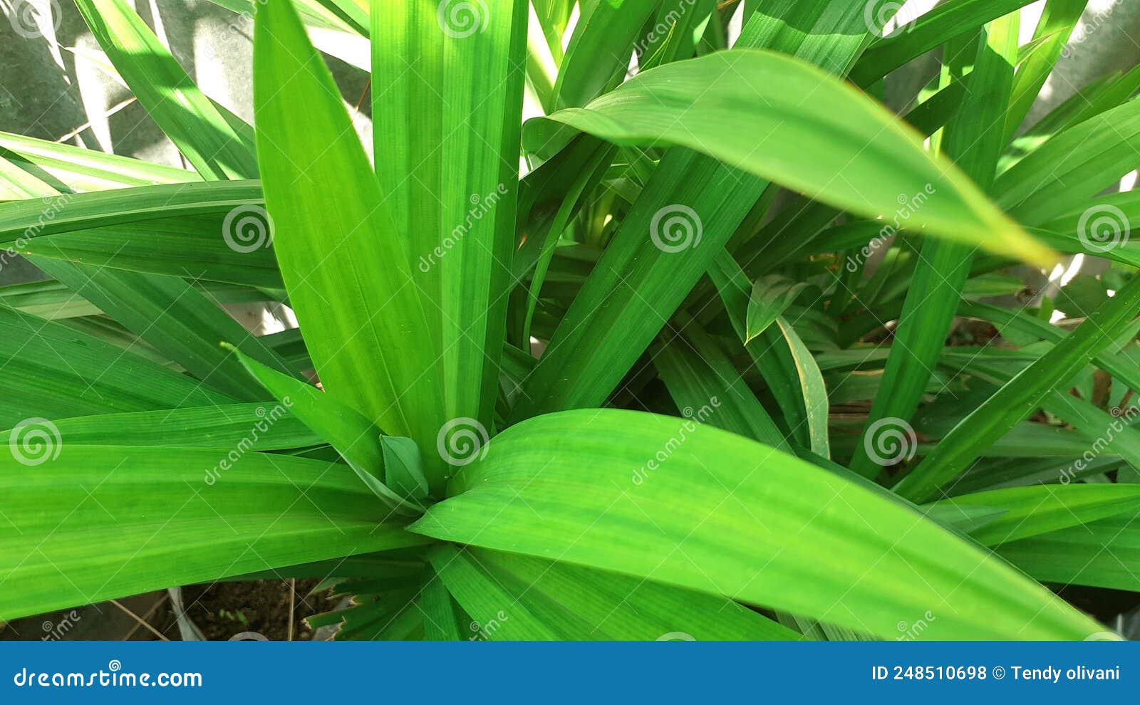 Pandan leaves in bloom stock photo. Image of branch - 248510698
