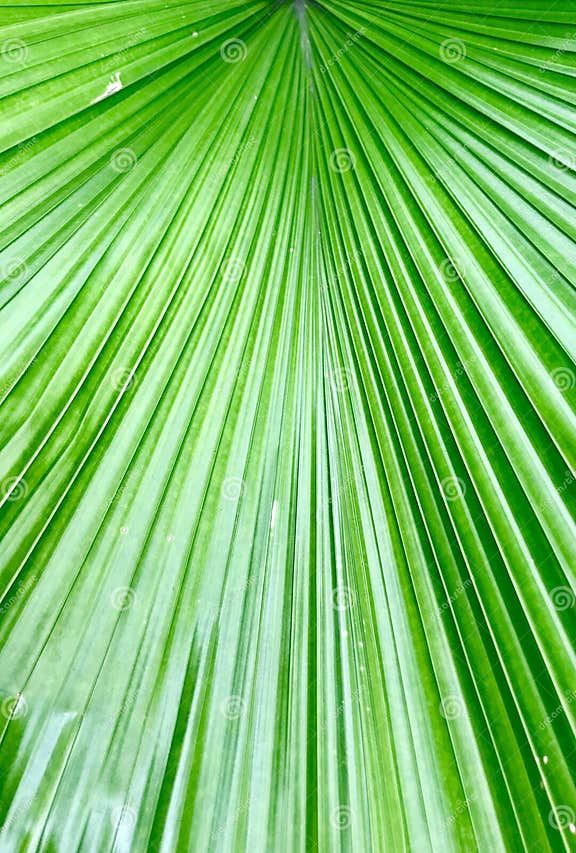Pandan leaves stock image. Image of pattern, light, tropics - 211674509