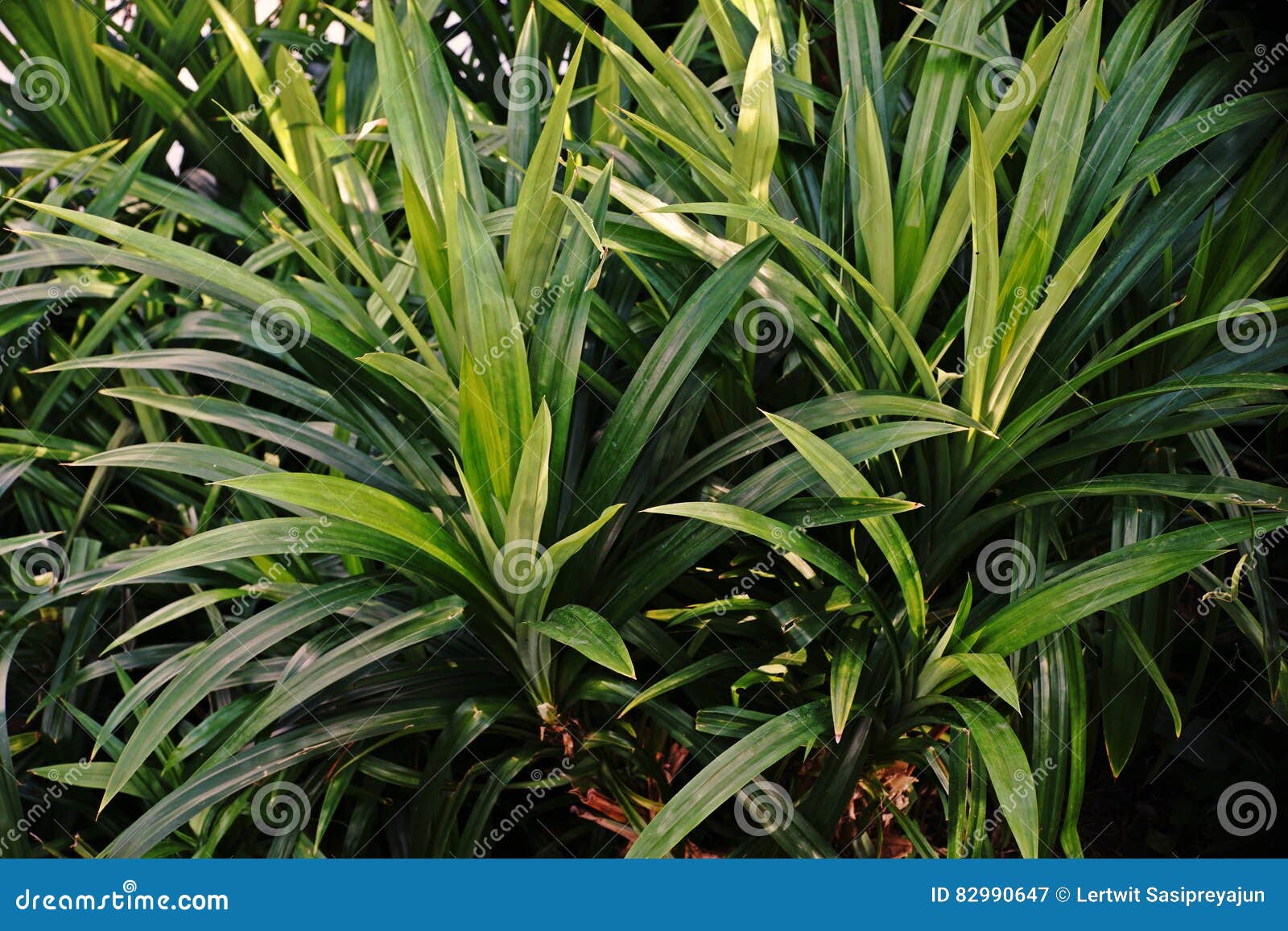 Pandan leaves;Screwpine stock image. Image of organic - 82990647