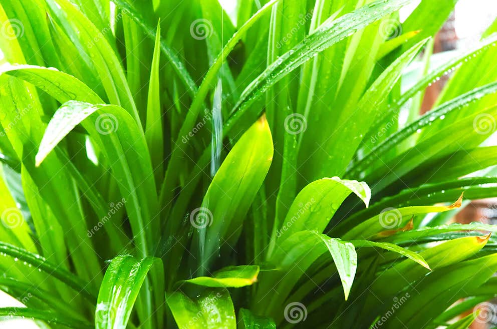 Pandan Leaves Under Raindrops Stock Photo - Image of asian, decoration ...
