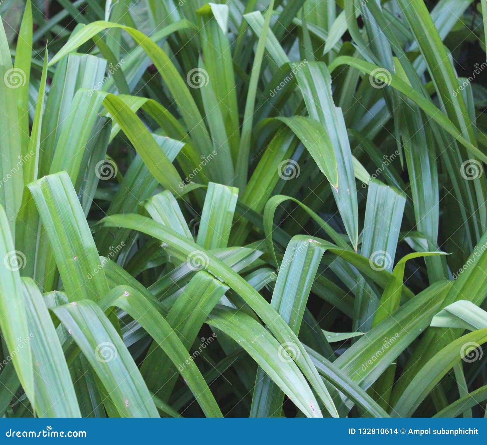 Pandan leaves wallpaper stock photo. Image of ingredient - 132810614