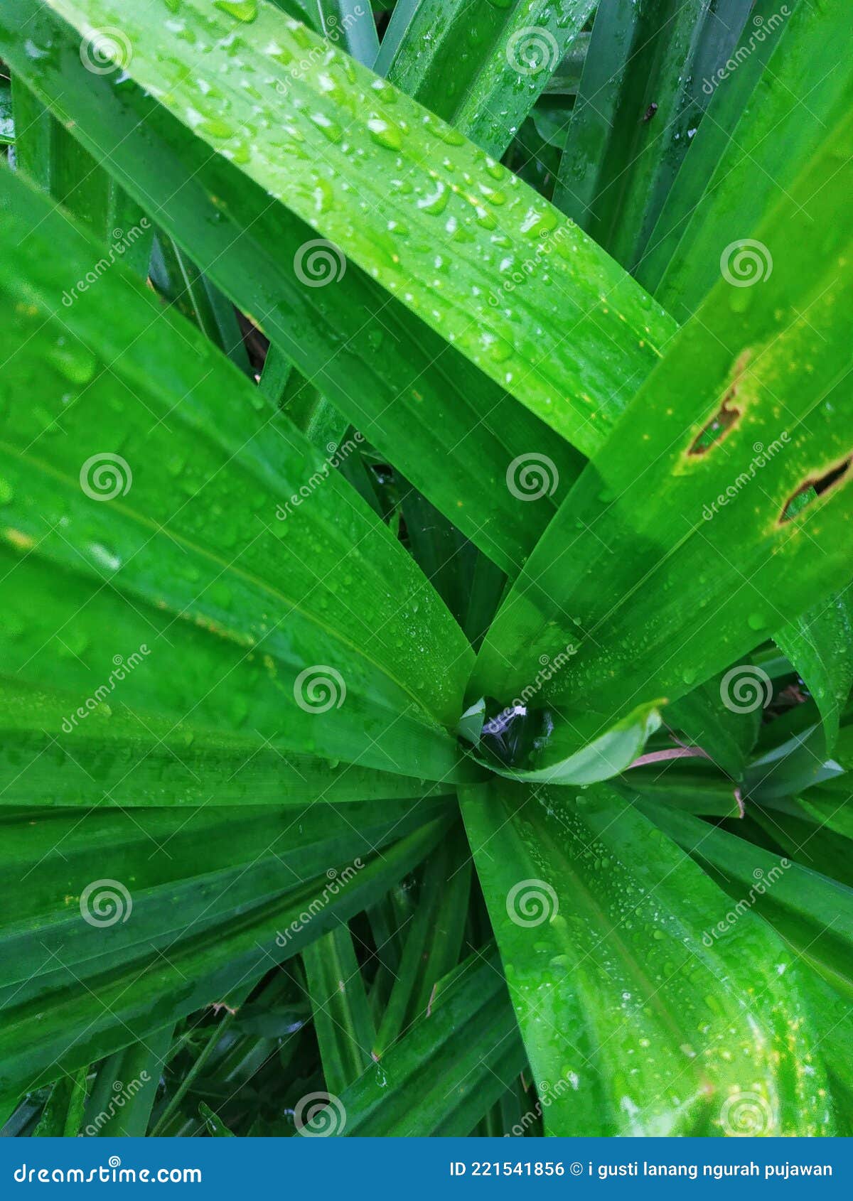 Pandan leaves stock photo. Image of flower, yellow, lawn - 221541856