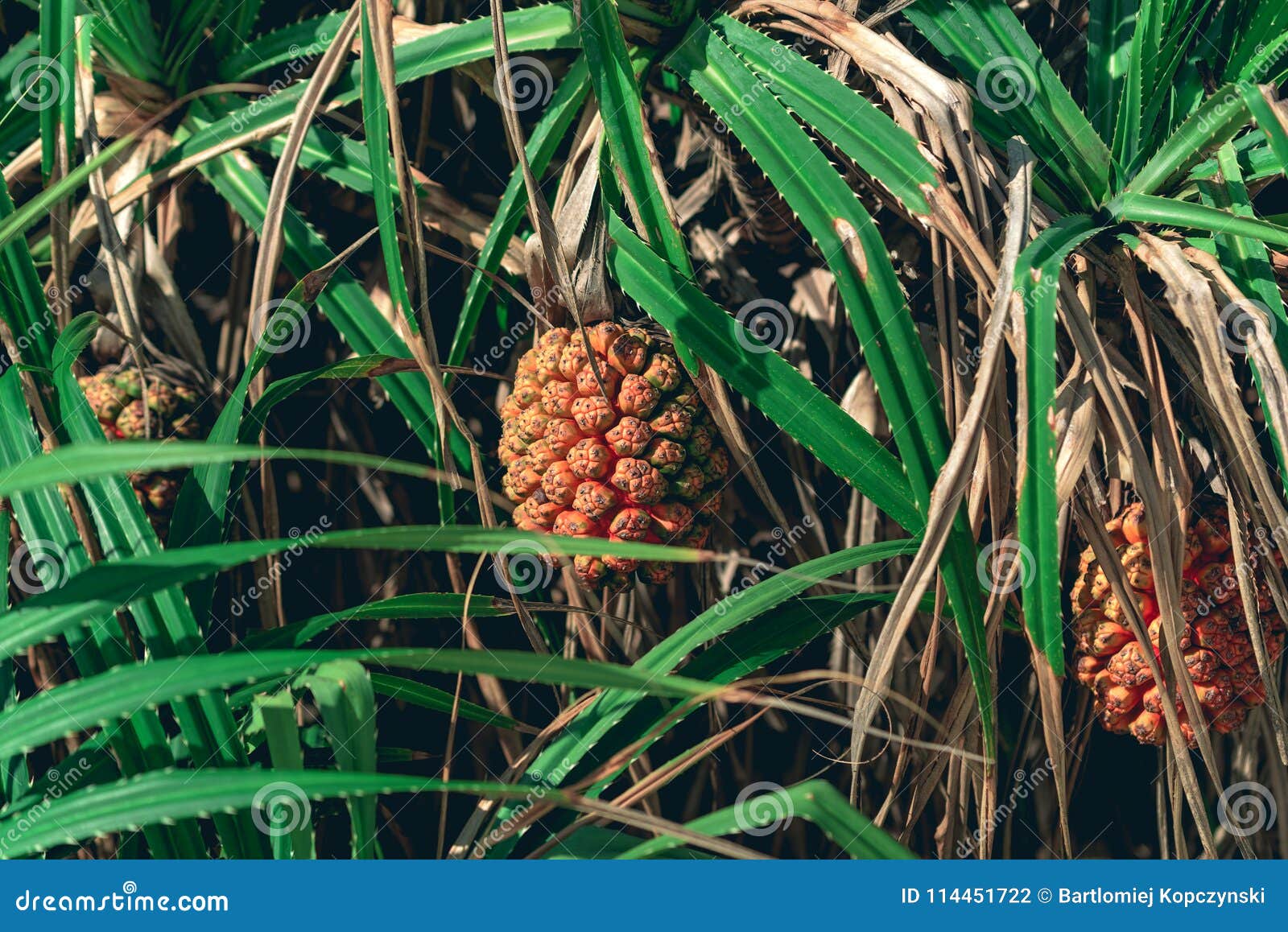 Pandan-Pandanus-SP Mit Einer Reifen Frucht Stockfoto - Bild von gesund ...