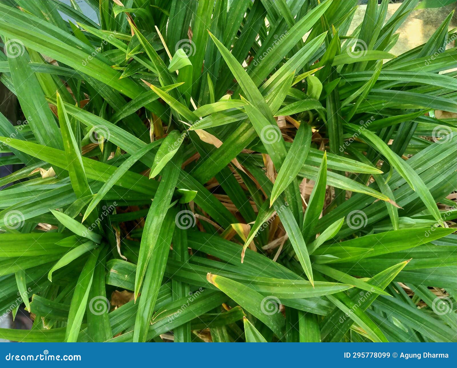 Pandan plant stock image. Image of lush, natural, java - 295778099