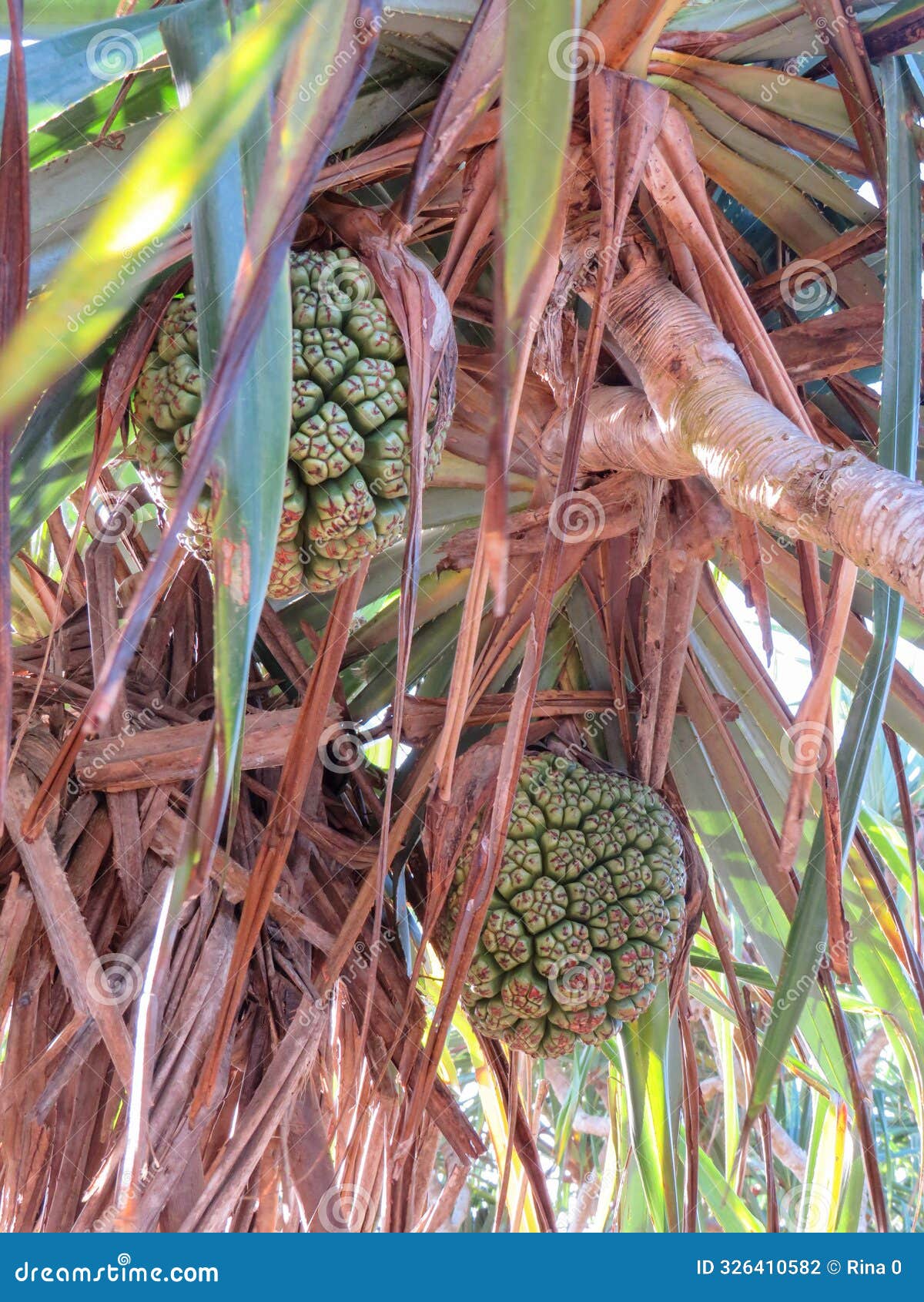 Pandan Plants that Grow by the Sea are Bearing Fruit. Stock Photo ...