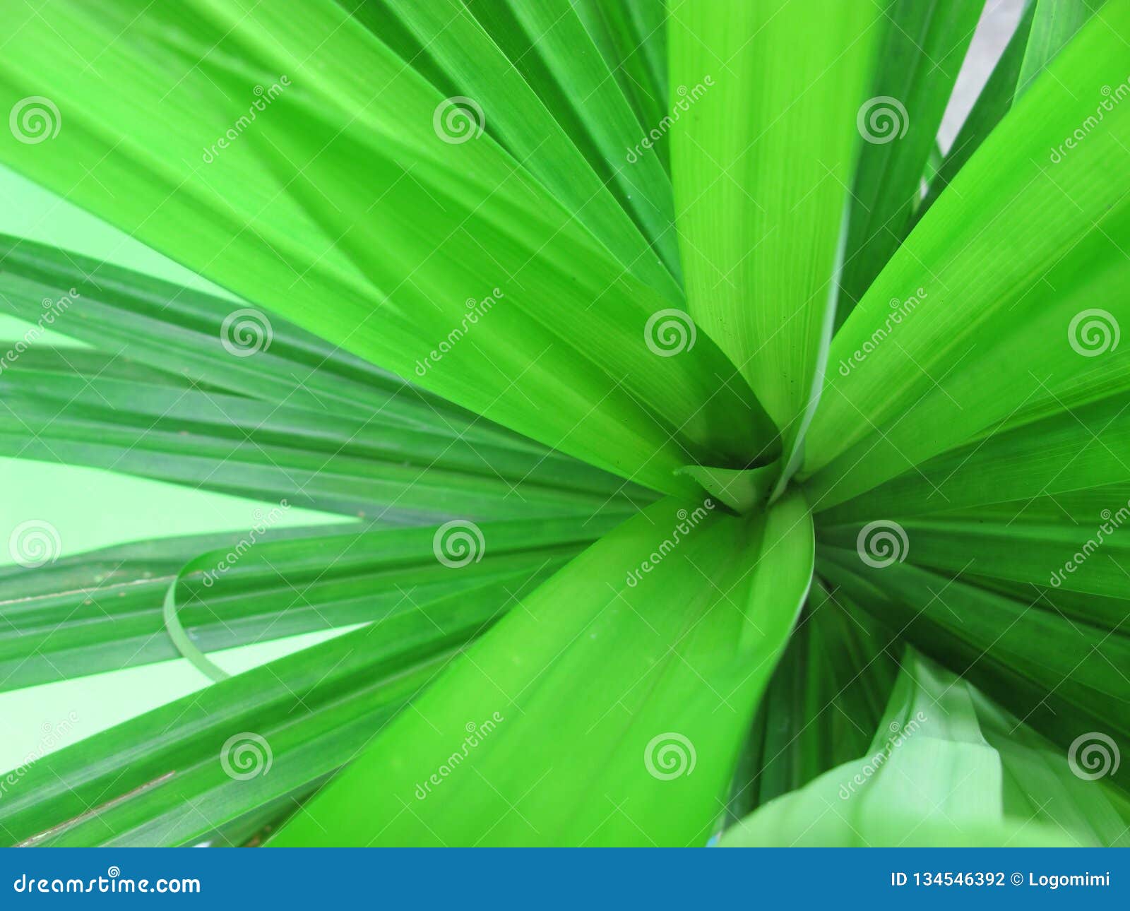 Pandan, Palm or Pandanus Plant Stock Photo - Image of environment ...
